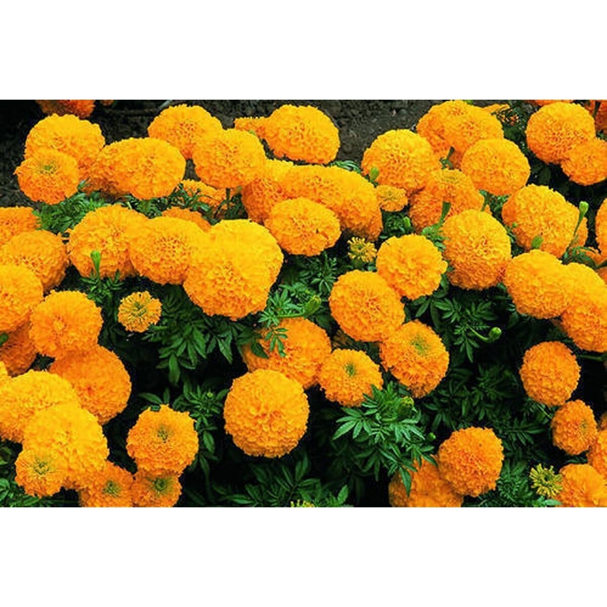 Flower Seeds In Sri Lanka | Best Flower Site
