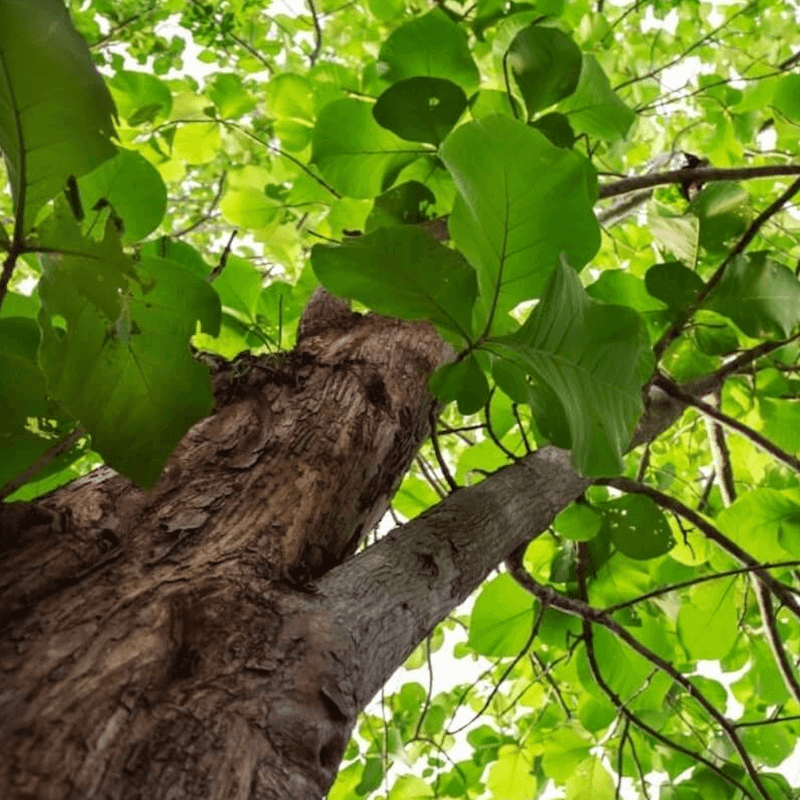 teak plant/wood plants/theakka | Daraz.lk