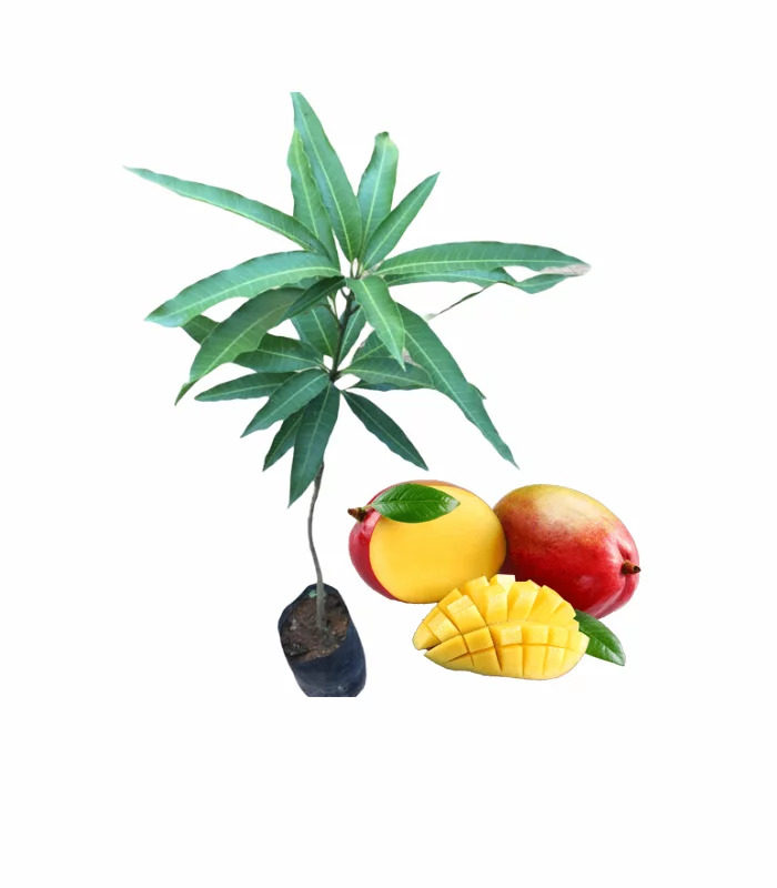 Vilad Mango plant , vilad aba pala | Daraz.lk