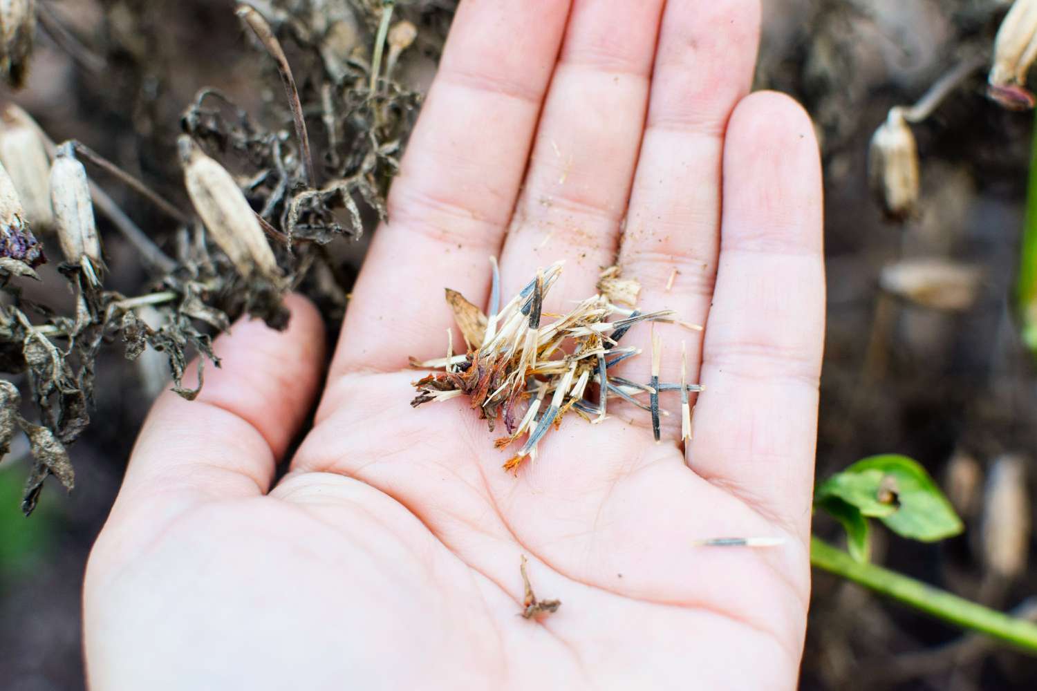 Marigold Seeds 0.5g දහස්පතියා බීජ Dahaspethiya beeja Home Gardening ...
