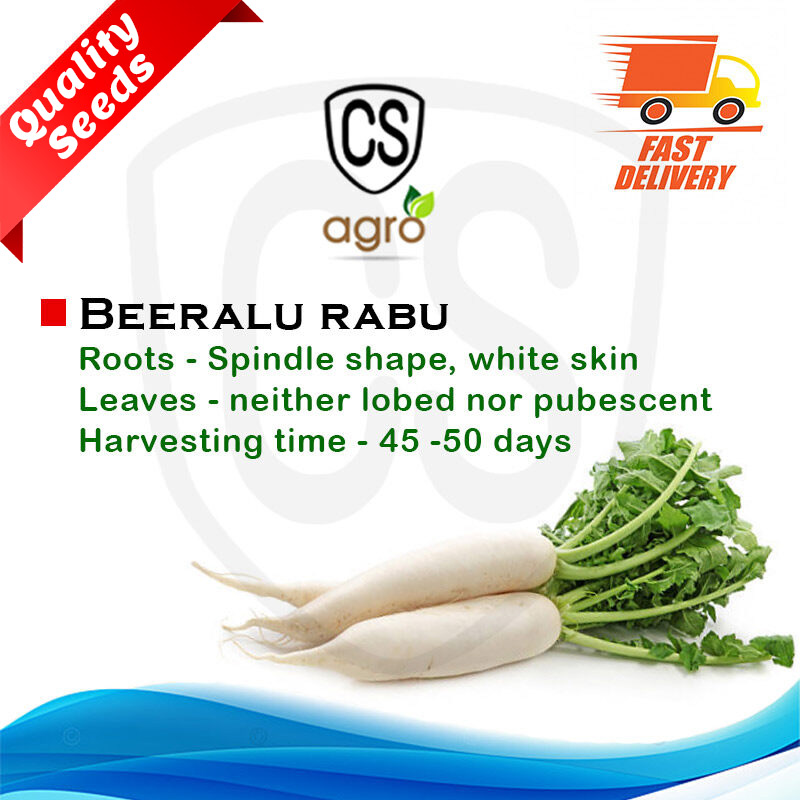 Radish Seeds Long Diga Rabu Beeralu Gardening Agriculture Home 1g ...