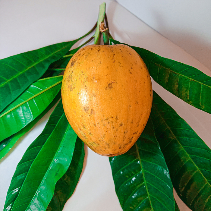 laulu fruit / Egg Fruit / ලාවුලු | Daraz.lk