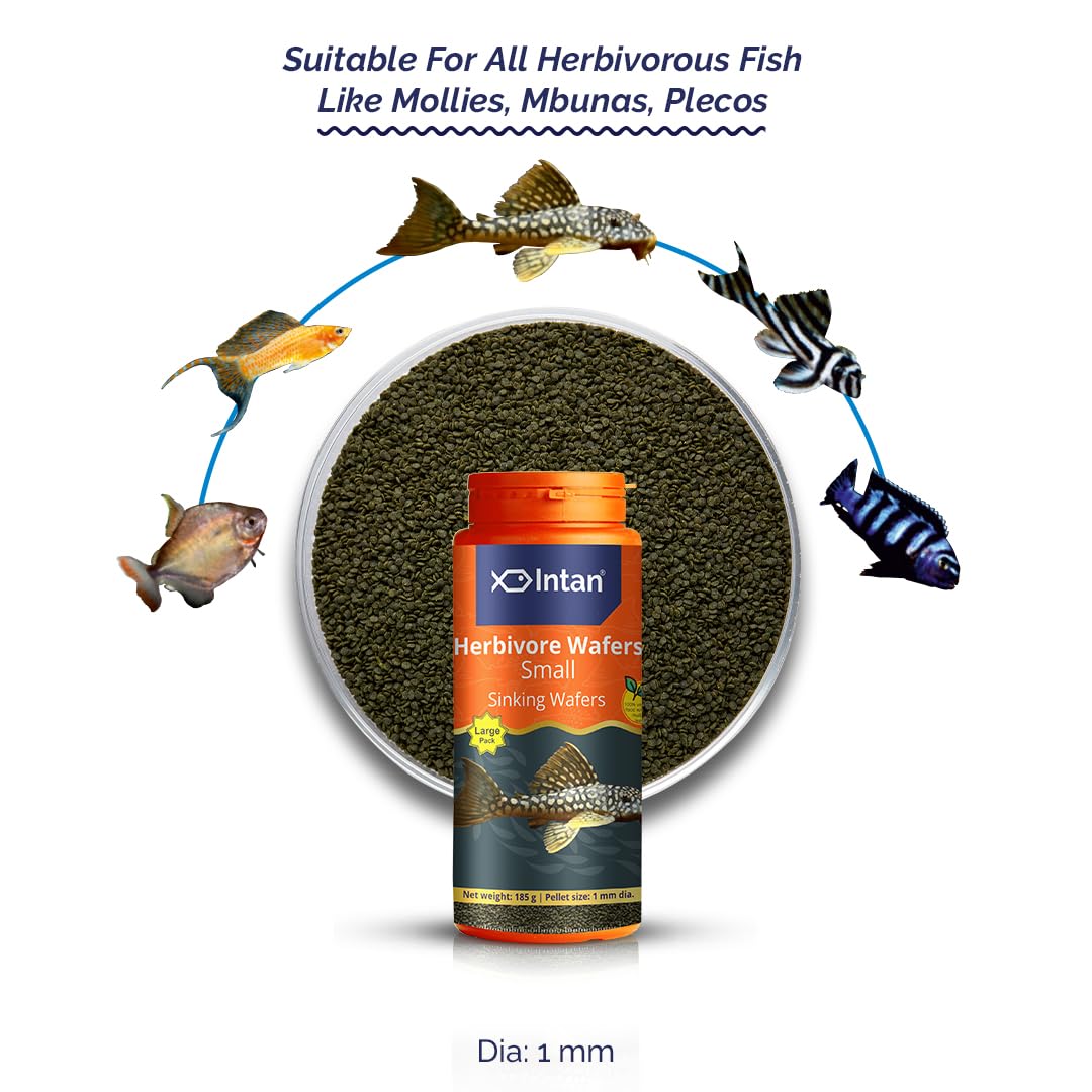 Intan Growel Herbivore Wafers Small 185g (1mm Sinking) Highly Nutritious Ornamental Fish Food ...
