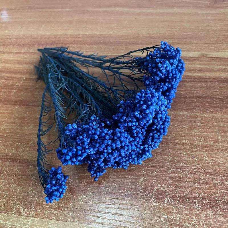 5~15CM/12PCS Natural Dried Preserved Millet Flower,Dry Tiny Ozothamnus ...