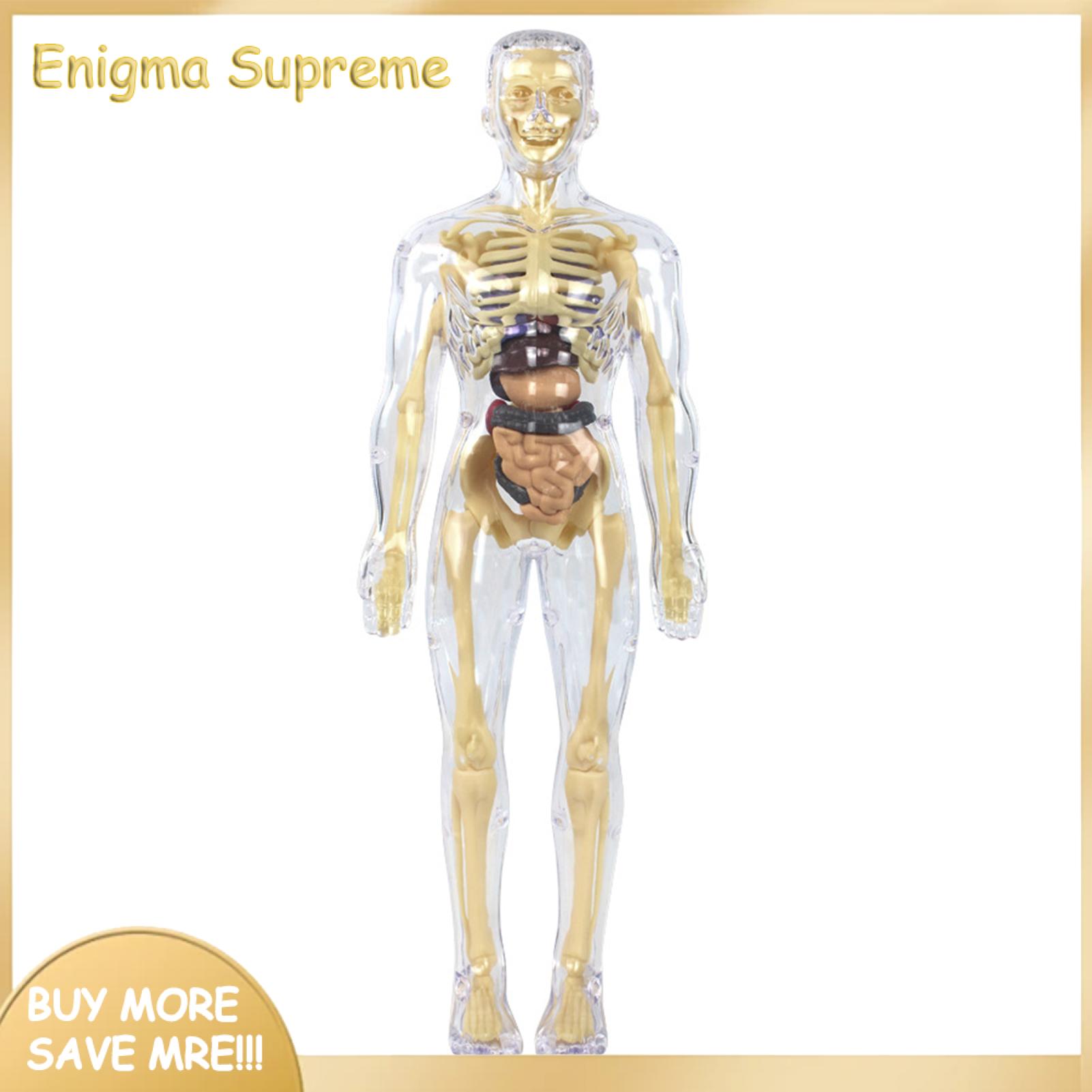 Enigma- Human Body Structure Toys Interactive Human Body Model Set for ...