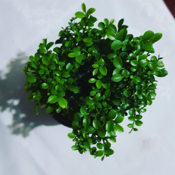 Kuru Atteriya Plant | Daraz.lk