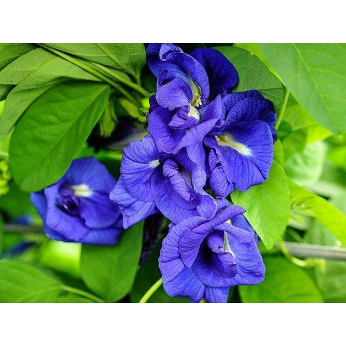 Flower Seeds In Sri Lanka | Best Flower Site