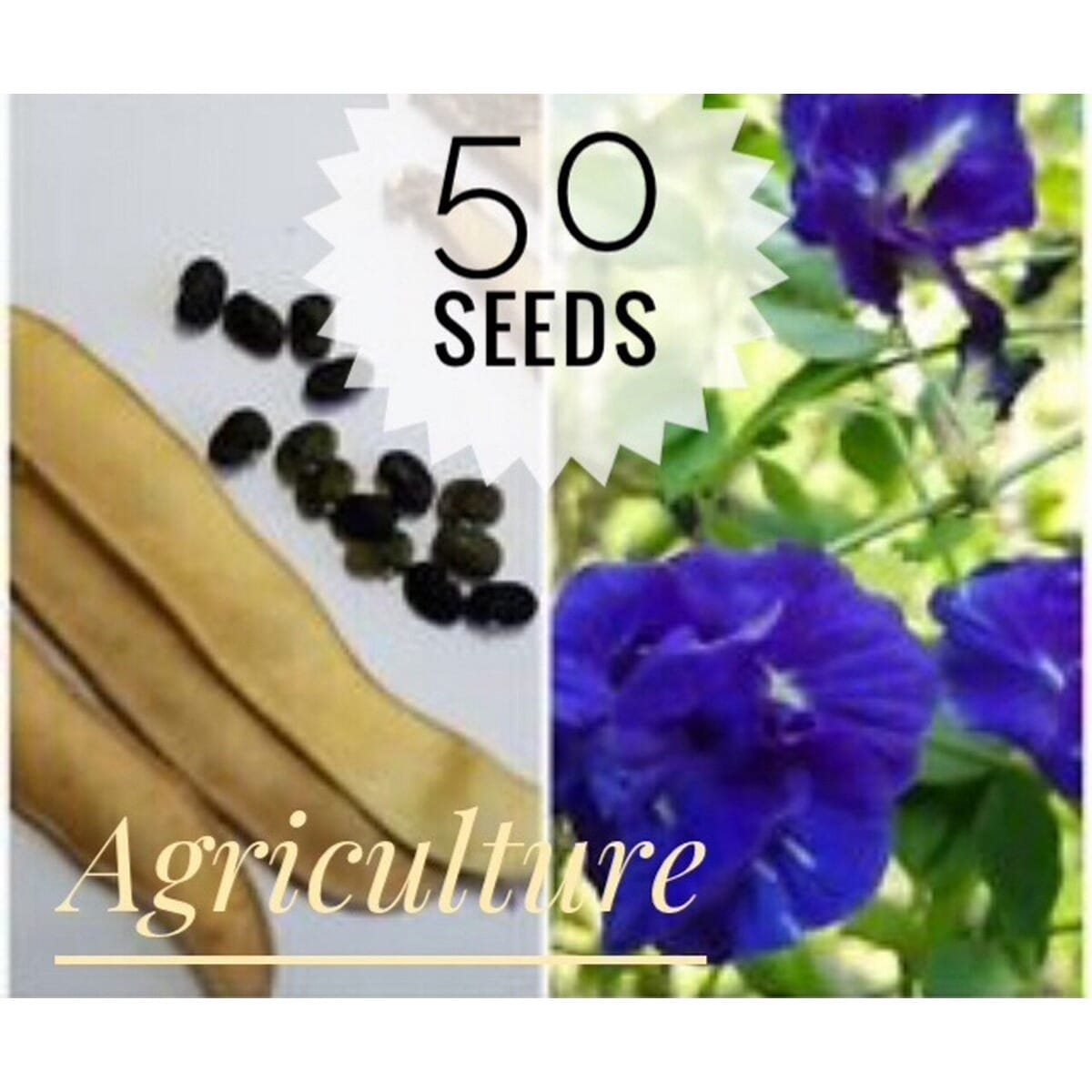 Kadupul Flower Seeds | Best Flower Site