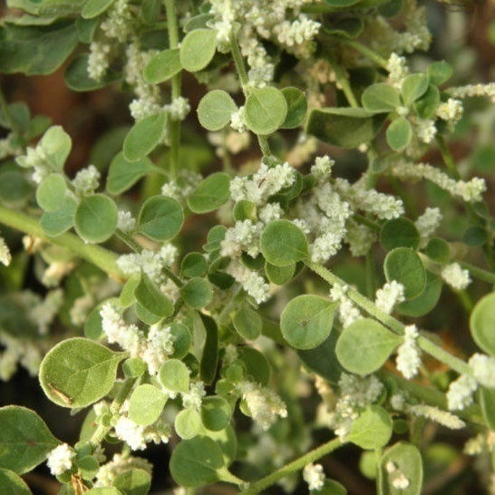 පොල්පලා Polpala (Aerva lanata) 100 Seeds for Natural Organic Farming ...