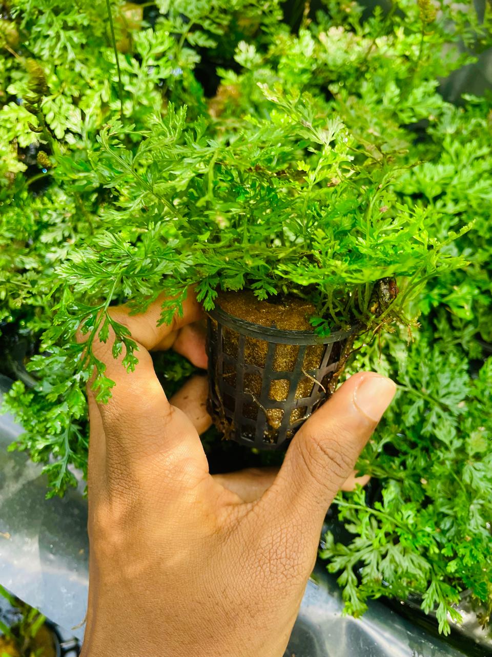 mini bolbitis aquarium plant | Daraz.lk