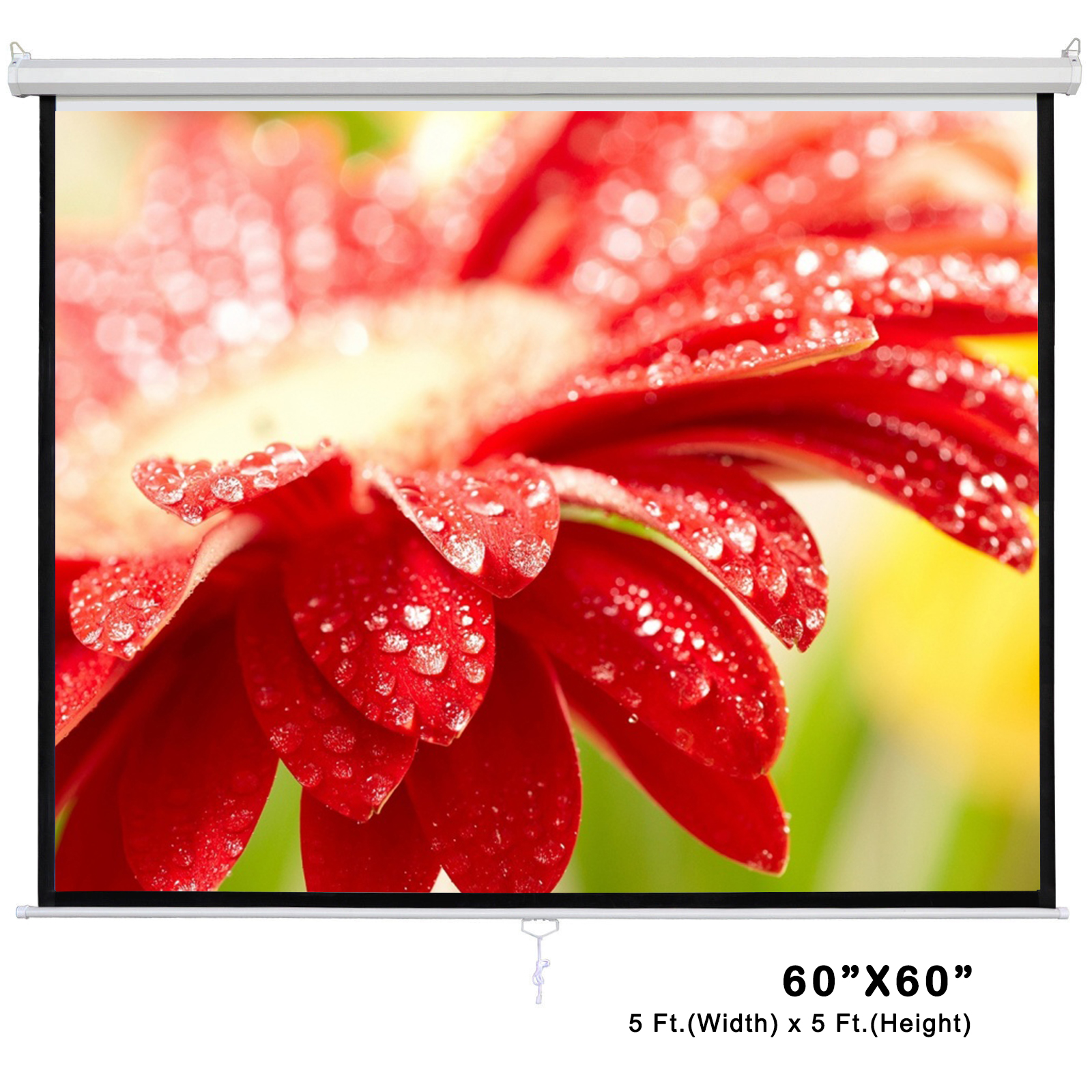 Wall / Ceiling Mounted Manual Projector Screen (60"X60") | Daraz.lk