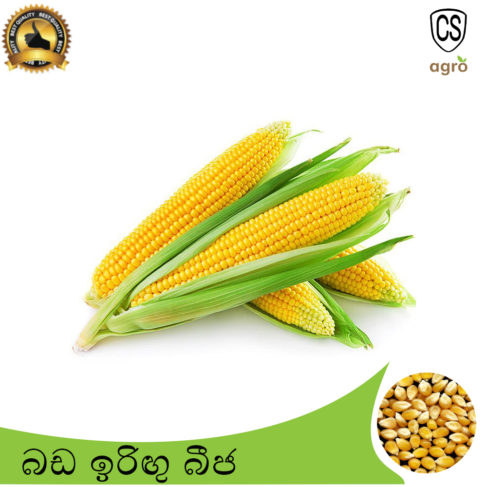 Maize Corn F1 Hybrid Seeds Gardening Agriculture | Daraz.lk