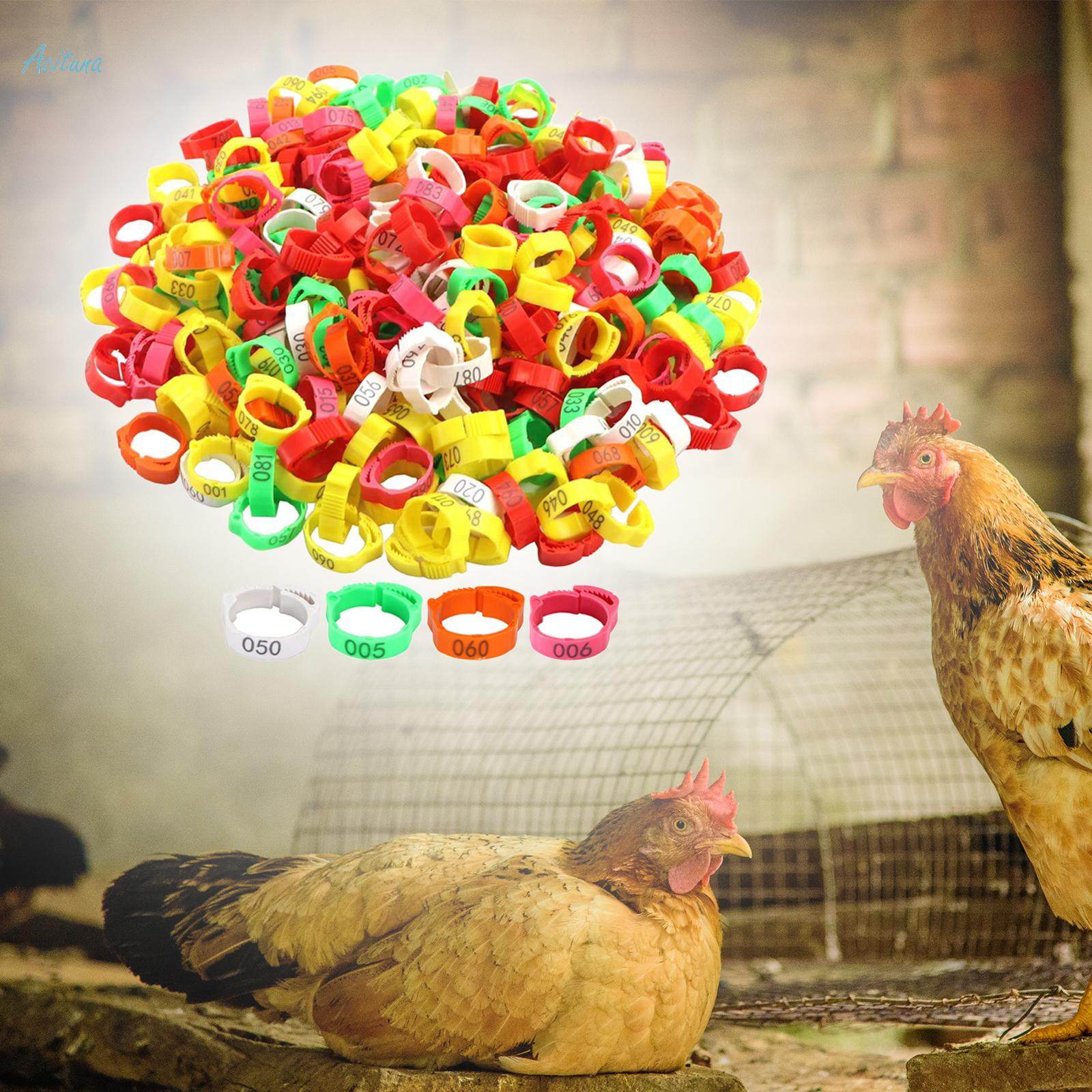 100 Pieces Chicken Identification Band Leg Bands for Birds Chickens ...