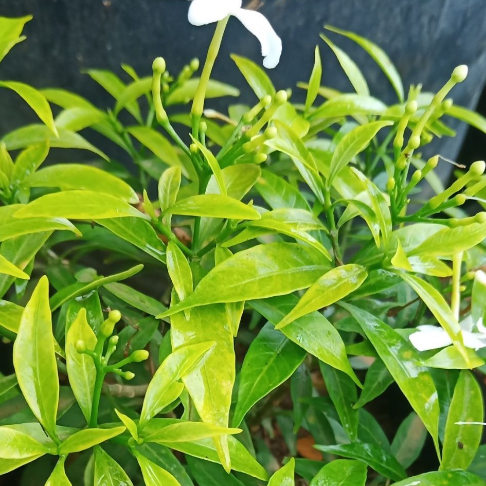 Iwata flower plant/Iwata plant/home garden plant | Daraz.lk