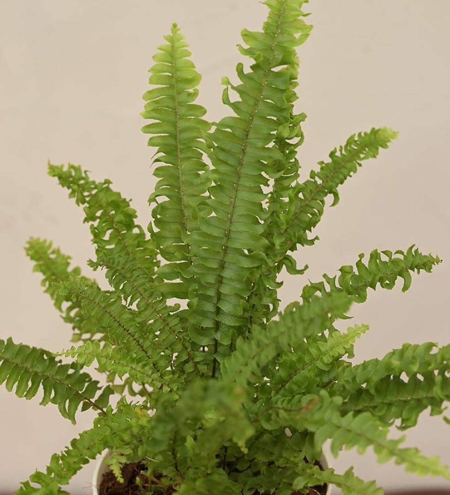 Meemana Plant / Boston Fern Plant | Daraz.lk