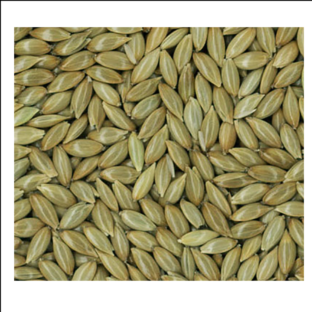 Canary Seeds Bird Food 1kg | Daraz.lk
