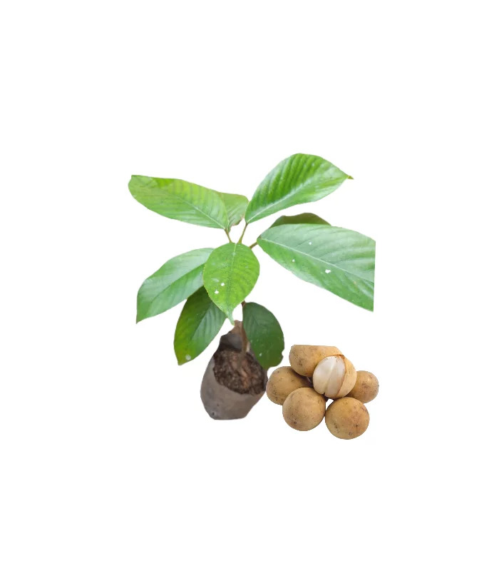 Lansone Gaduguda plant , gadaguda pala | Daraz.lk
