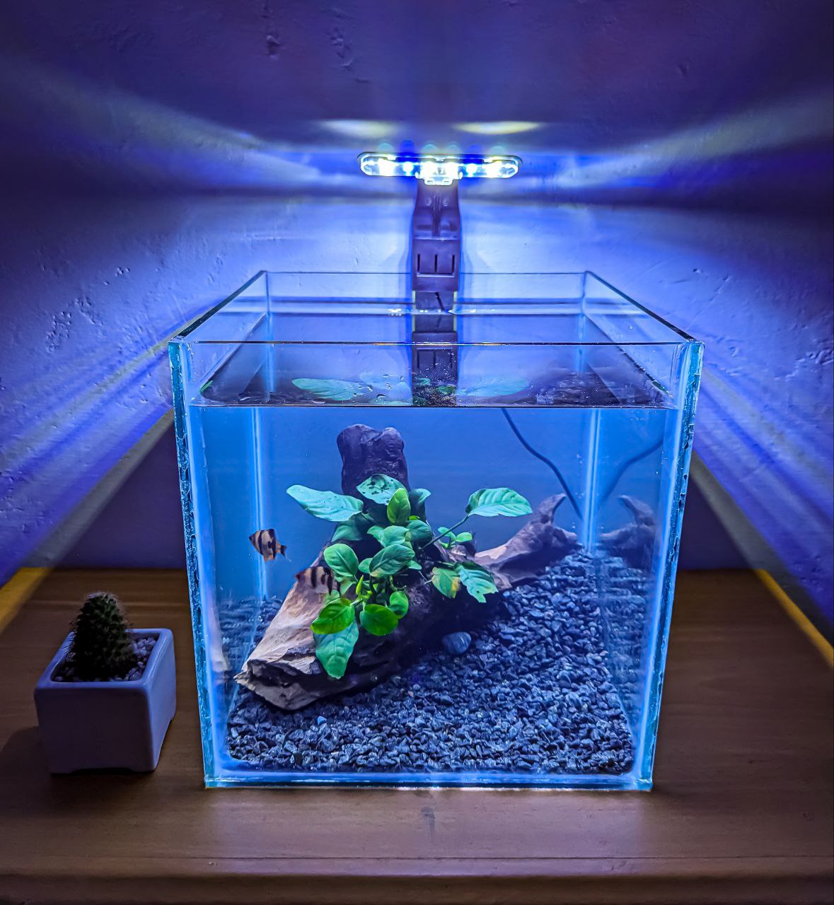 1feet full glass clear low budjet planted cube tank ( 1feet x 1feet x ...