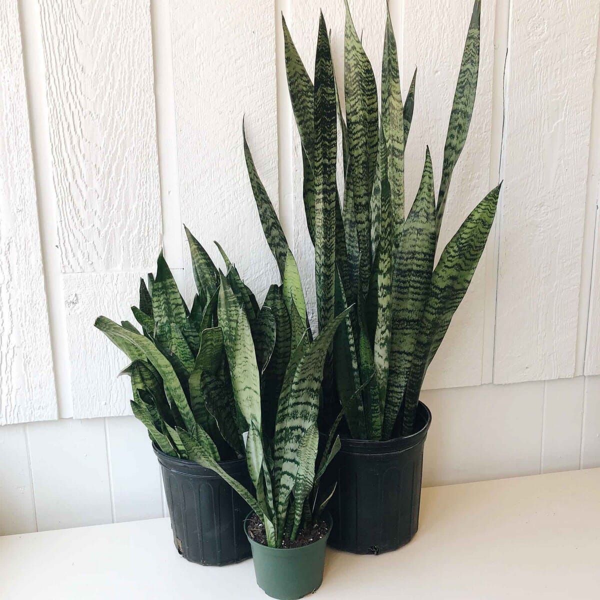 Natural, Live Snake Plant, Sansevieria trifasciata Superba, Fully ...