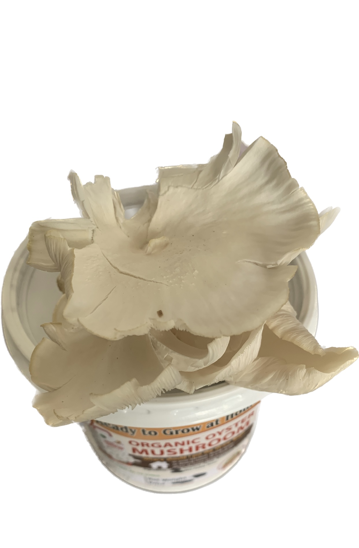 Mushroom grow kit bimmal hathu grow bags grow at home organic oyster ...