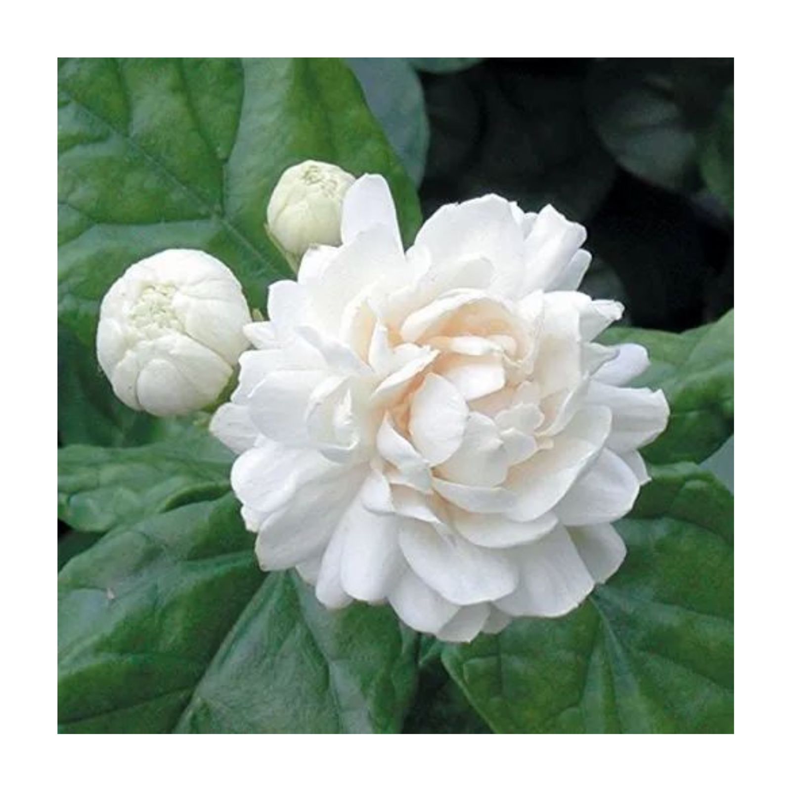 Six Varieties of Jasmine Plants Collection: A Symphony of Fragrance and ...