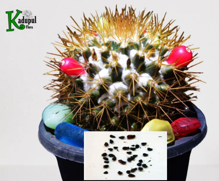 Kadupul Flower Seeds | Best Flower Site