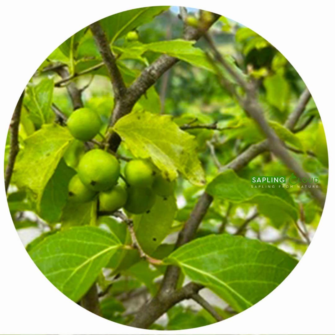 Natural Air layer Ugurassa plant For your garden Flacourtia indica | Daraz.lk