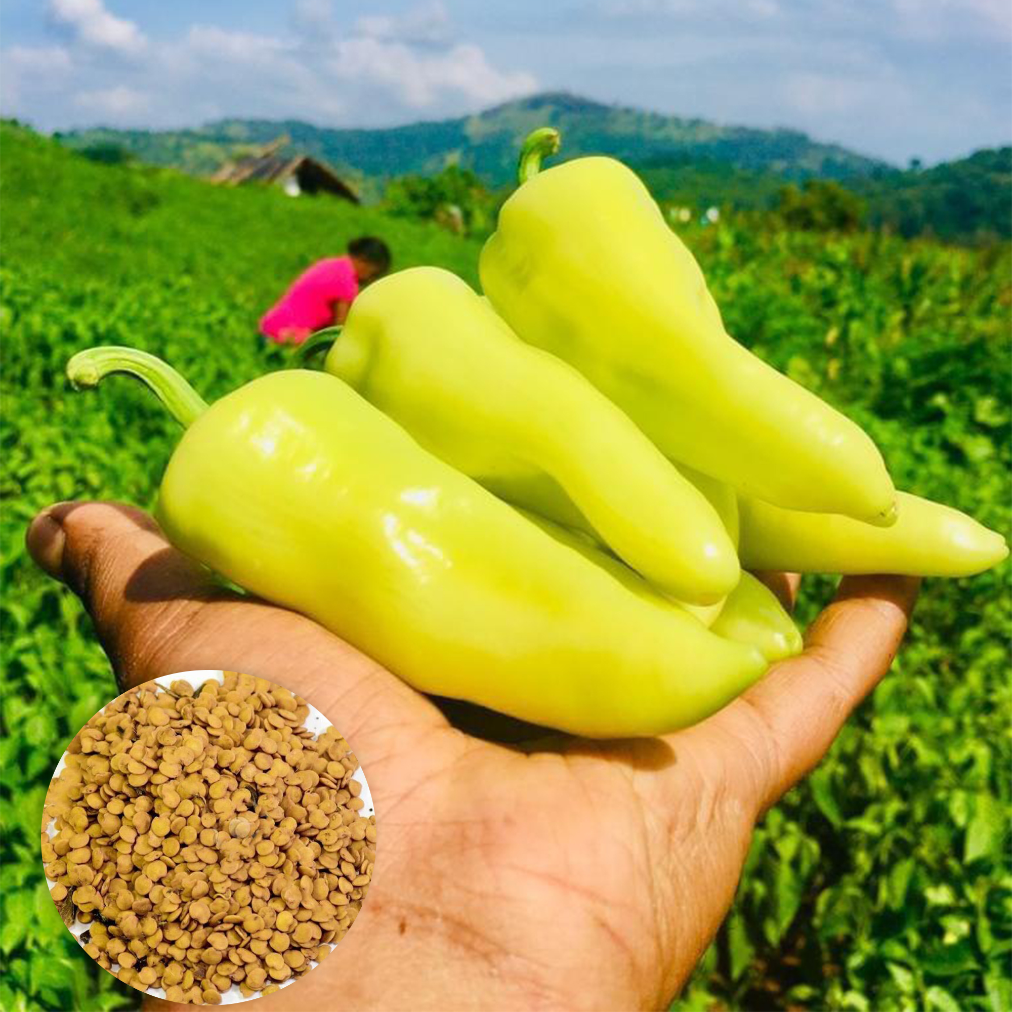 F1 Hybrid Capsicum Prarthana Seeds-50 මාලු මිරිස් බීජ | Daraz.lk