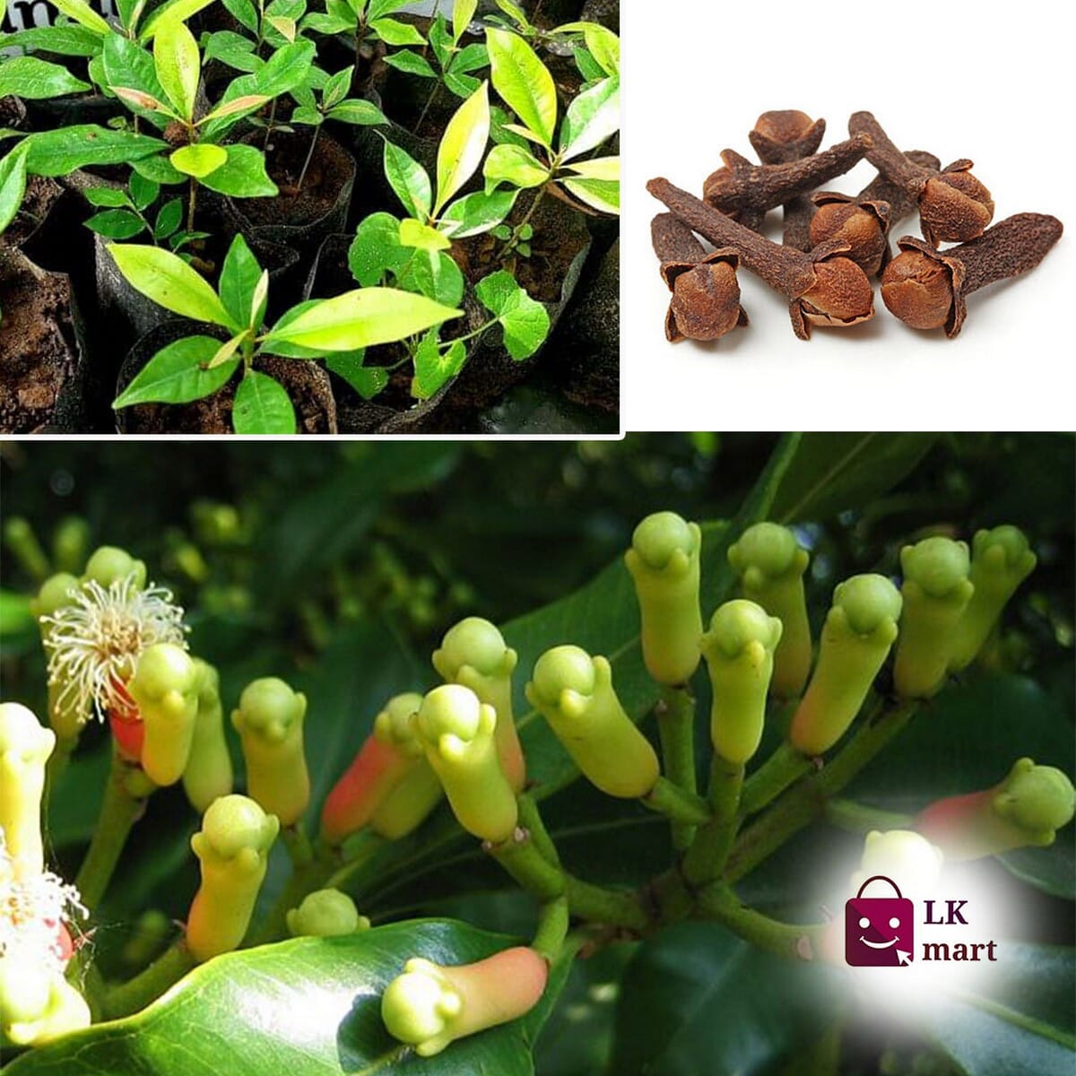 High Quality Natural Cloves Plant Karabu Nati Natural Plants | Daraz.lk