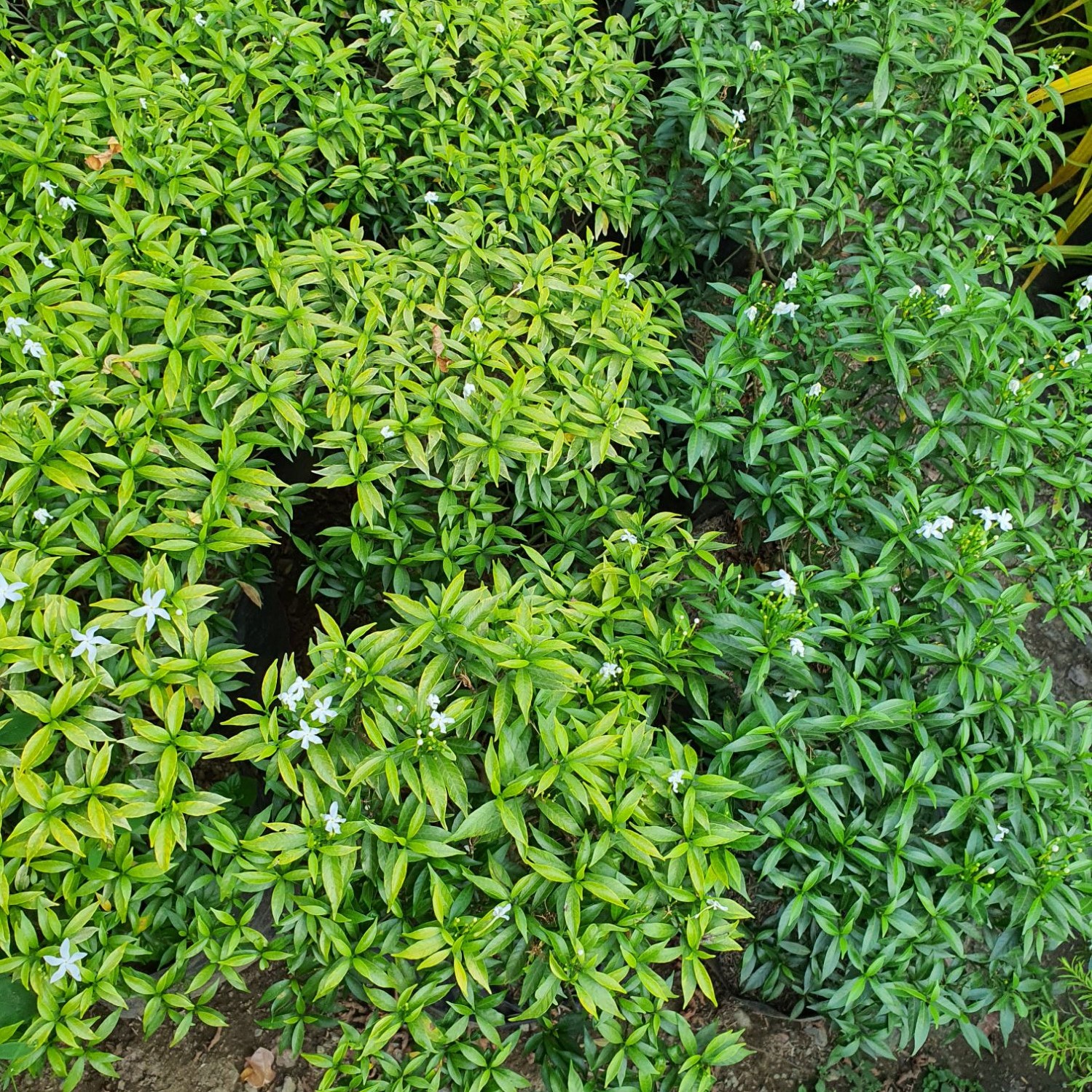 Iwata flower plant/Iwata plant/home garden plant | Daraz.lk