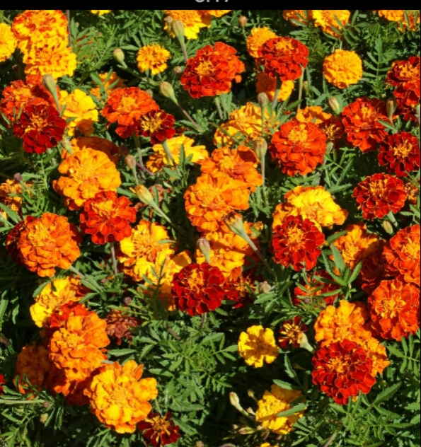Flower Seeds In Sri Lanka | Best Flower Site