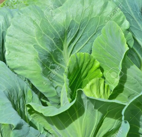 Athu Gowa/Kola Gowa Seeds For Home Garden | Daraz.lk