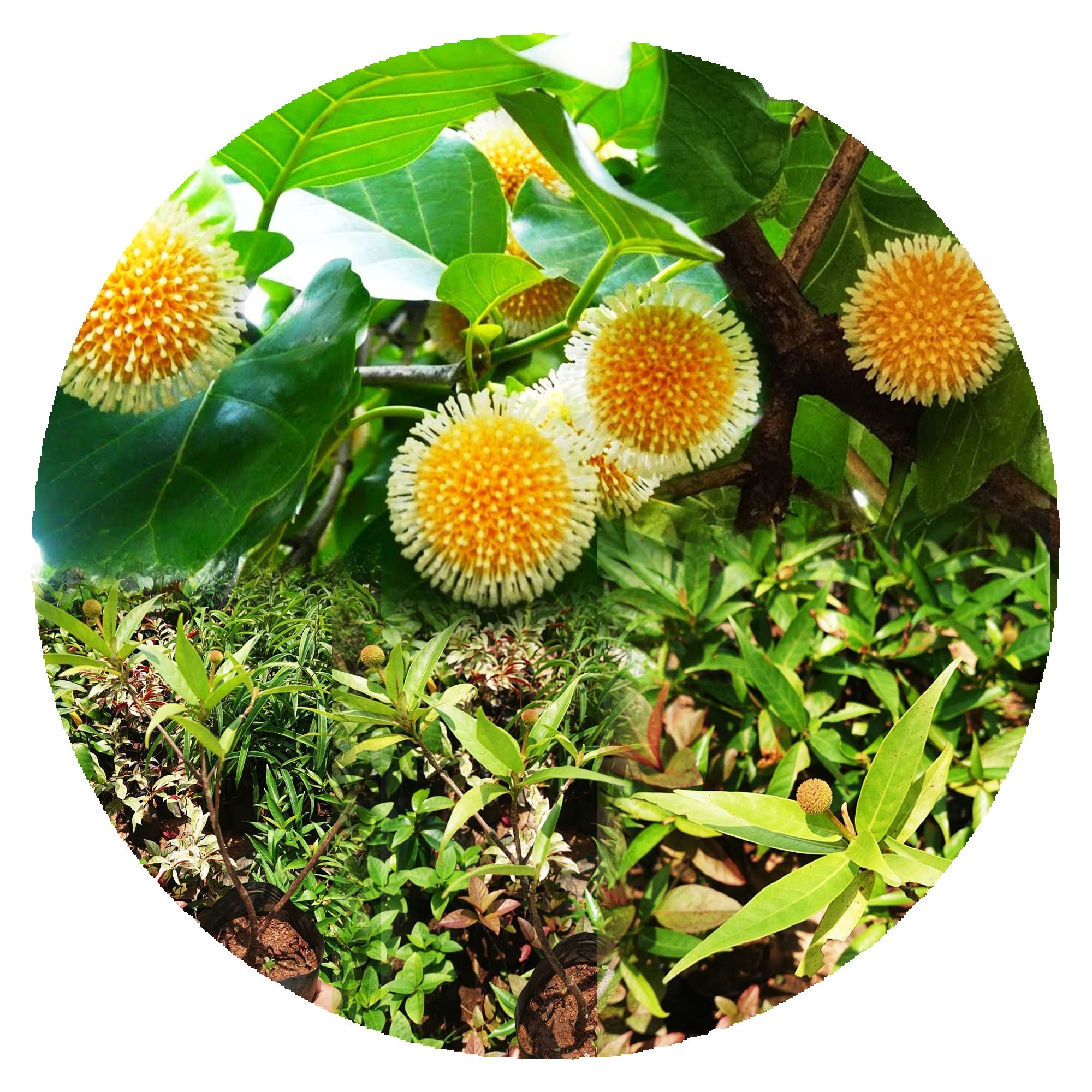 Bakmee plant kuru bakmee natural plant Sapling cloud good quality ...