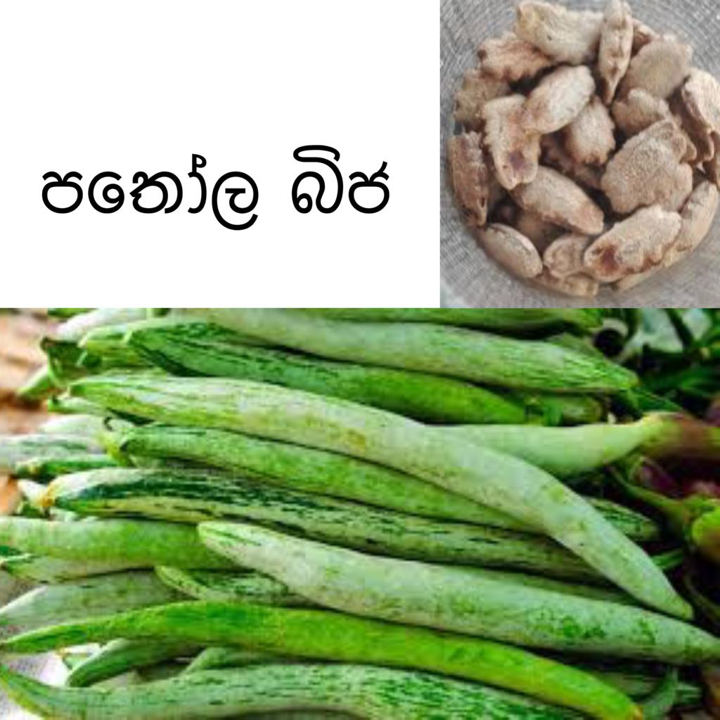 pathola bija,Snake gourd seeds | Daraz.lk