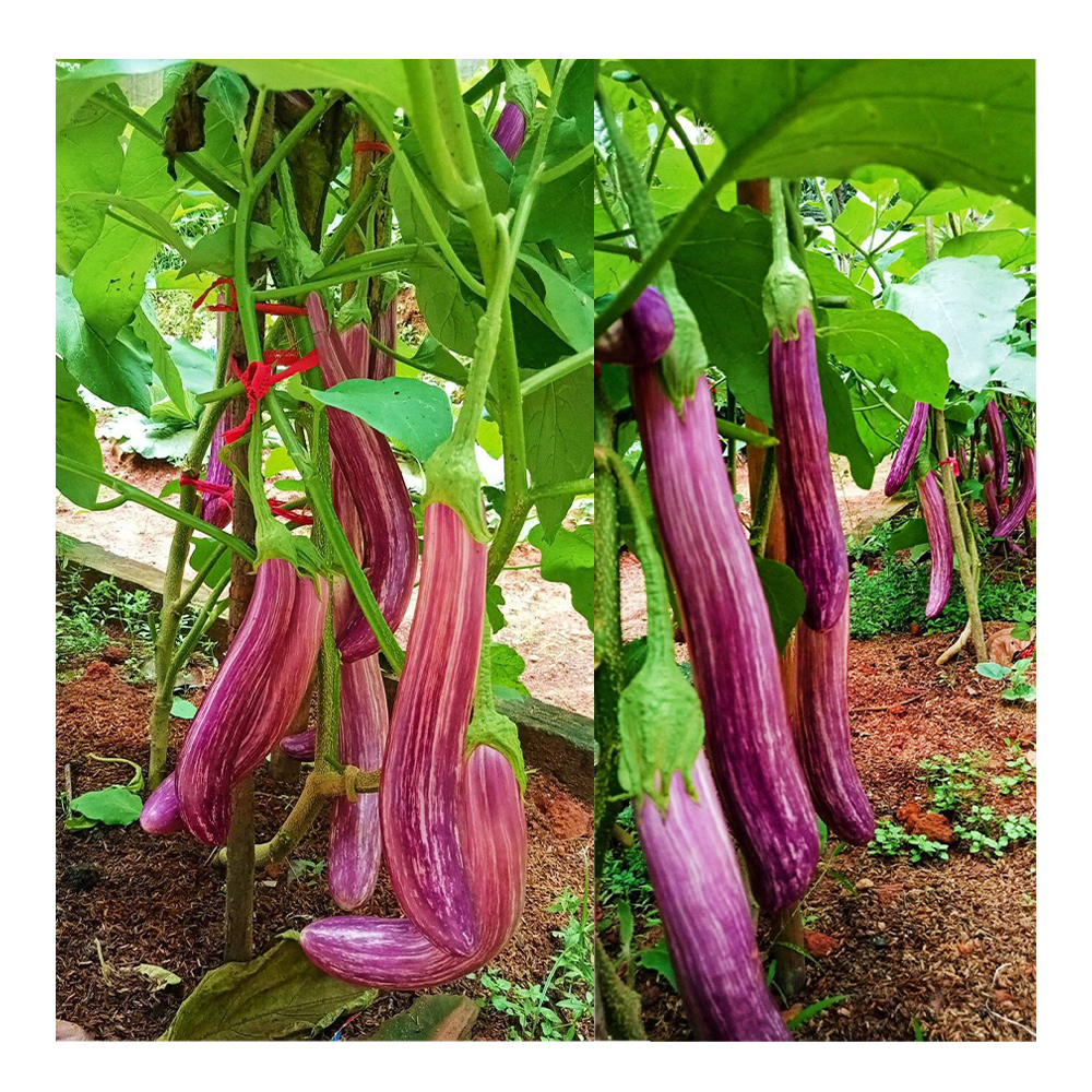 Hybrid Brinjal Seeds Lenairi Wambatu Egg Plant seed Home Garden | Daraz.lk
