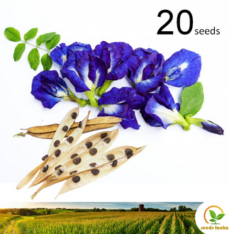 Katarolu seeds of double petal clitoria ternatea/ Blue butterfly pea ...