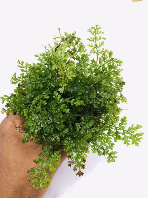 Mini Bolbitis/Aquascape/live plants/Aquarium | Daraz.lk