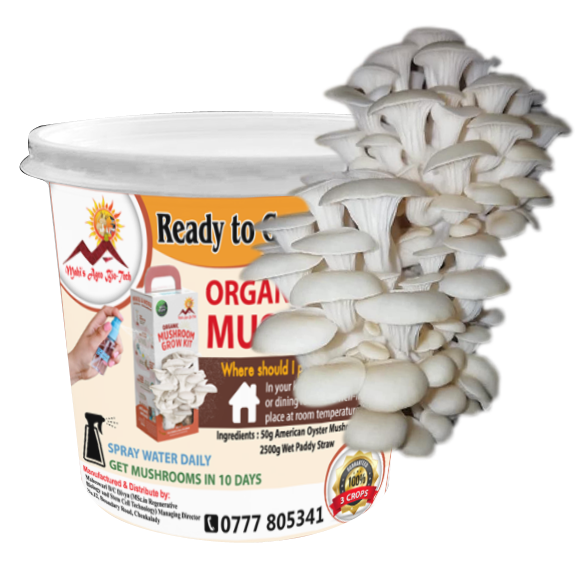 Mushroom grow kit bimmal hathu grow bags grow at home organic oyster ...