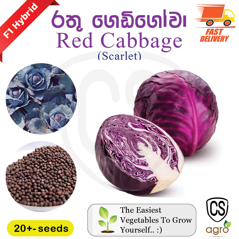 Red Cabbage F1 Hybrid Scarlet rathu gedi gowa Seeds Gardening ...