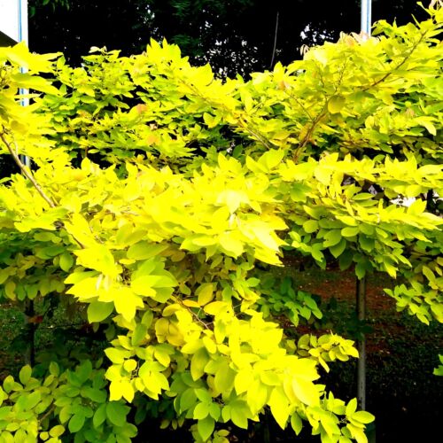 10 Pcs Kaha Karanda MAGUL KARANDA Tree Seeds For Planting Home | Daraz.lk