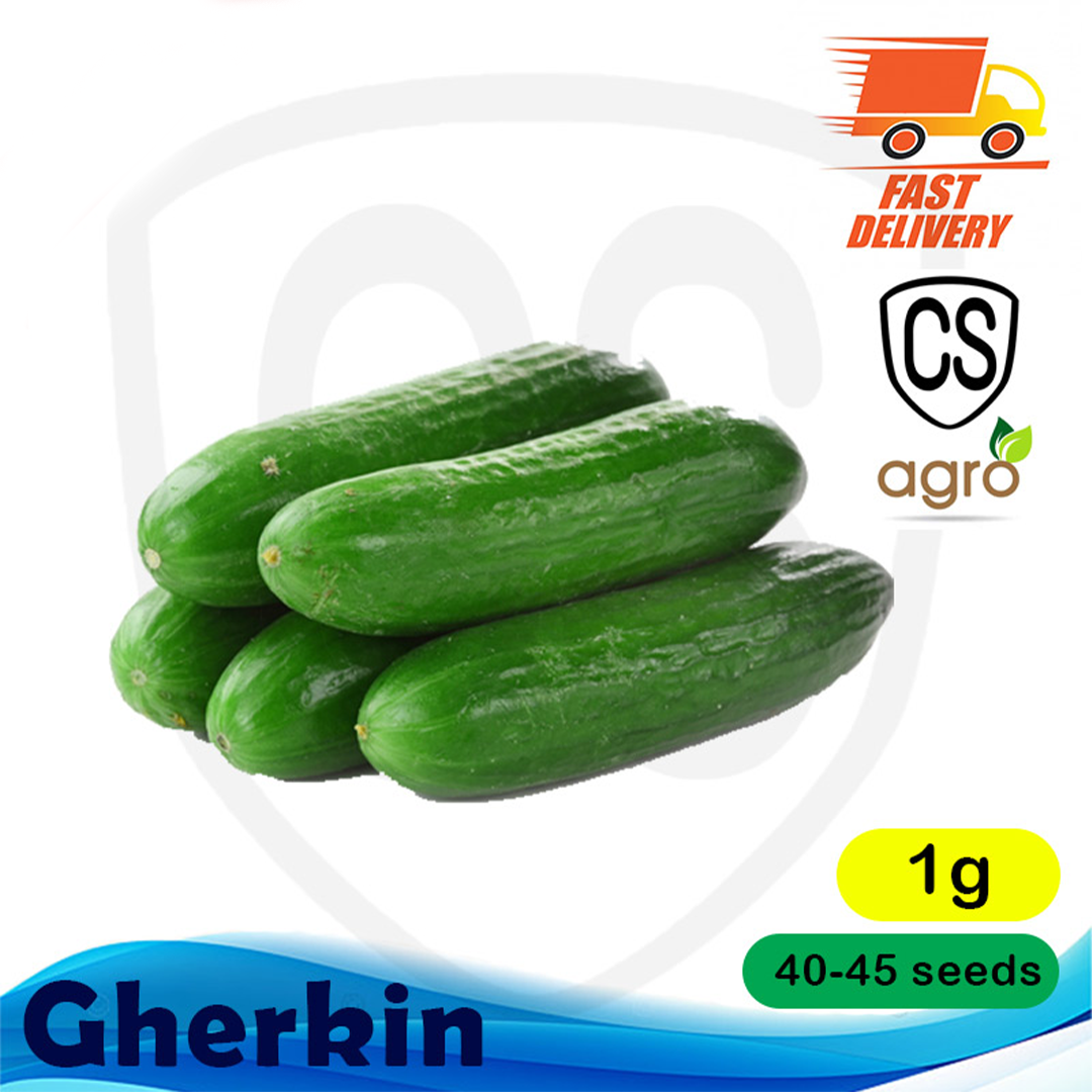 Gherkin Green Cucumber Seeds Home Garden Plant Vegetable Hybrid F1 ...
