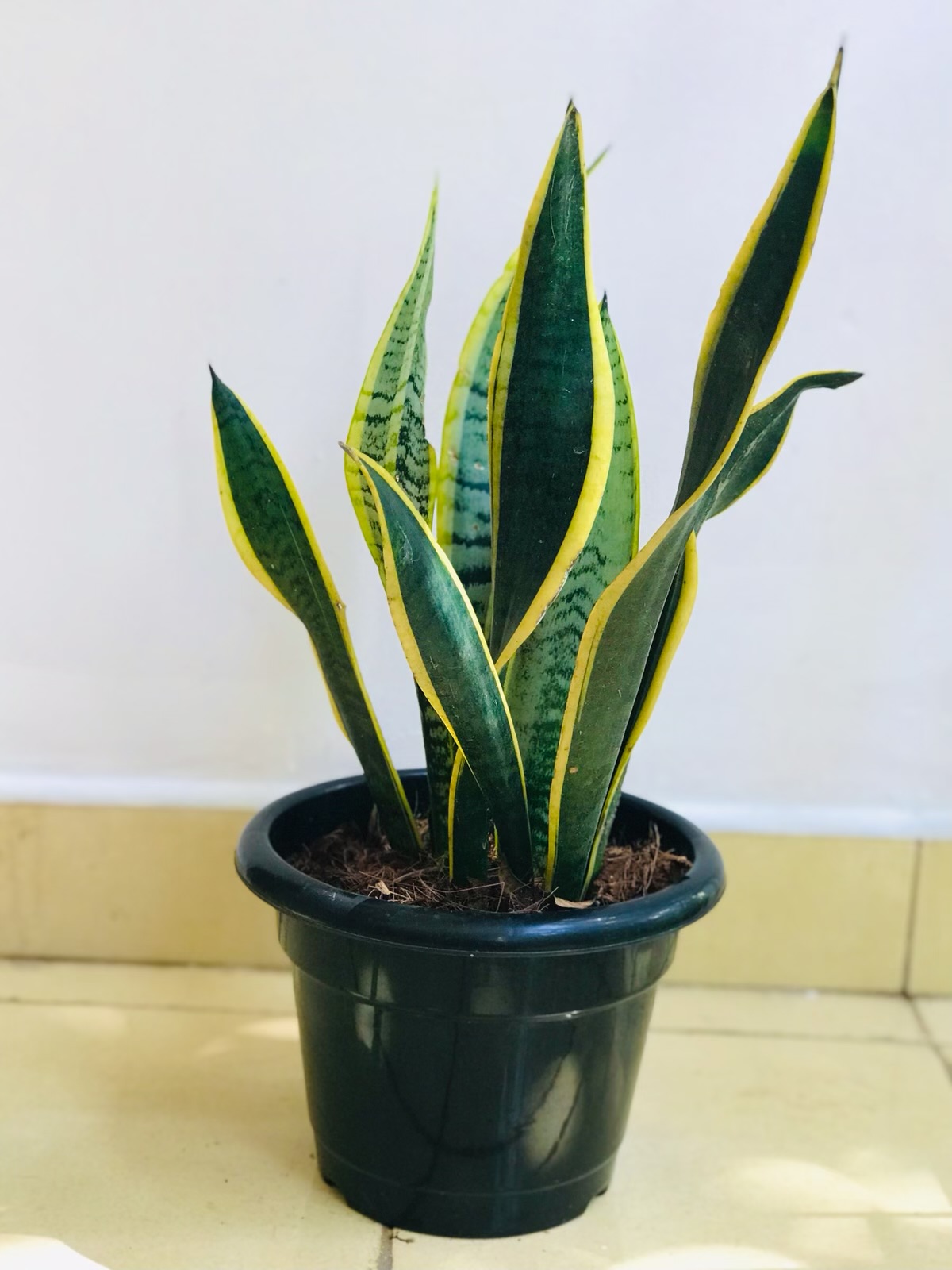 sansevieria(snake plant) | Daraz.lk