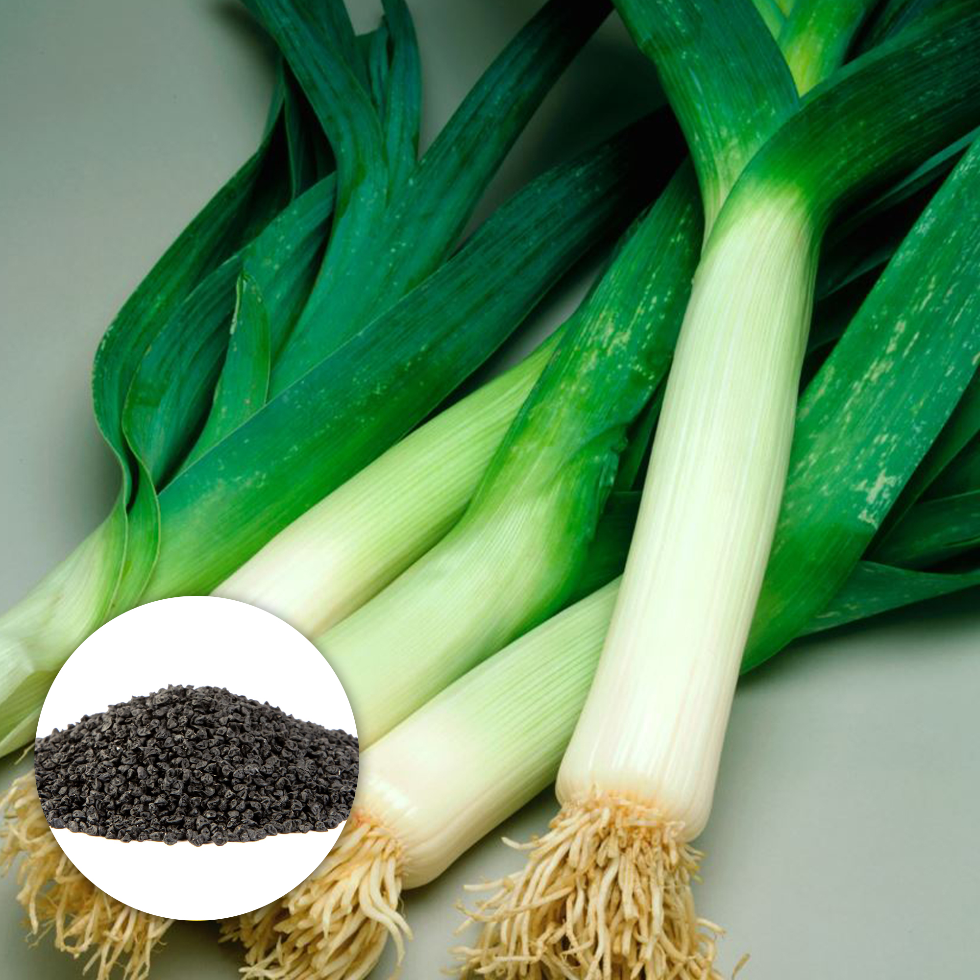 Leek Large Long Summer 1g Seeds Pack | Daraz.lk