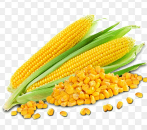 Bada Iringu/Corn Seeds For Home Garden | Daraz.lk