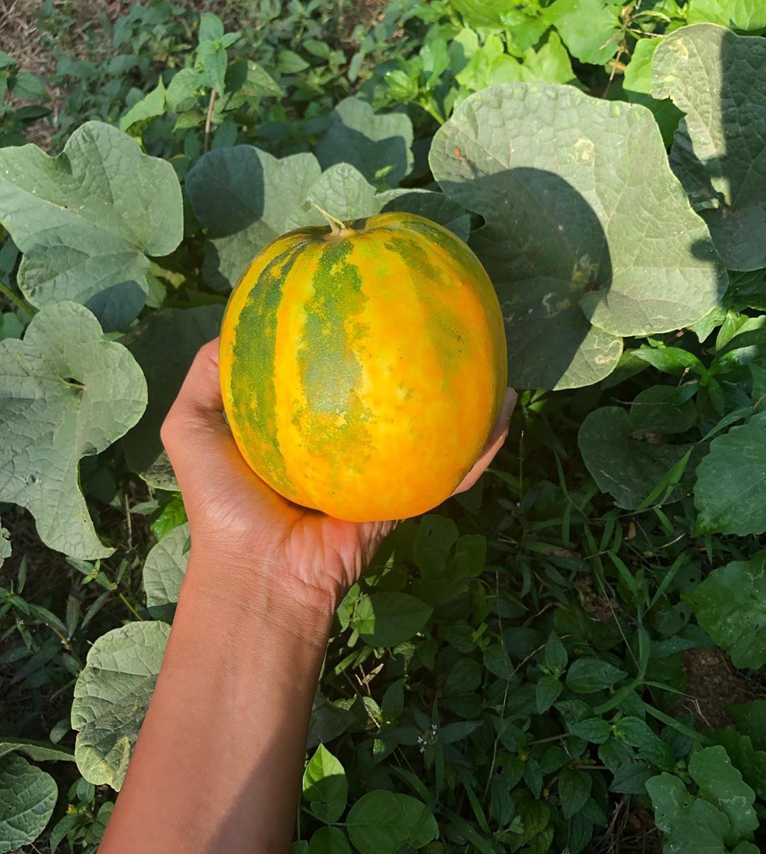 Mal kekiri seeds pack for home garden | Daraz.lk