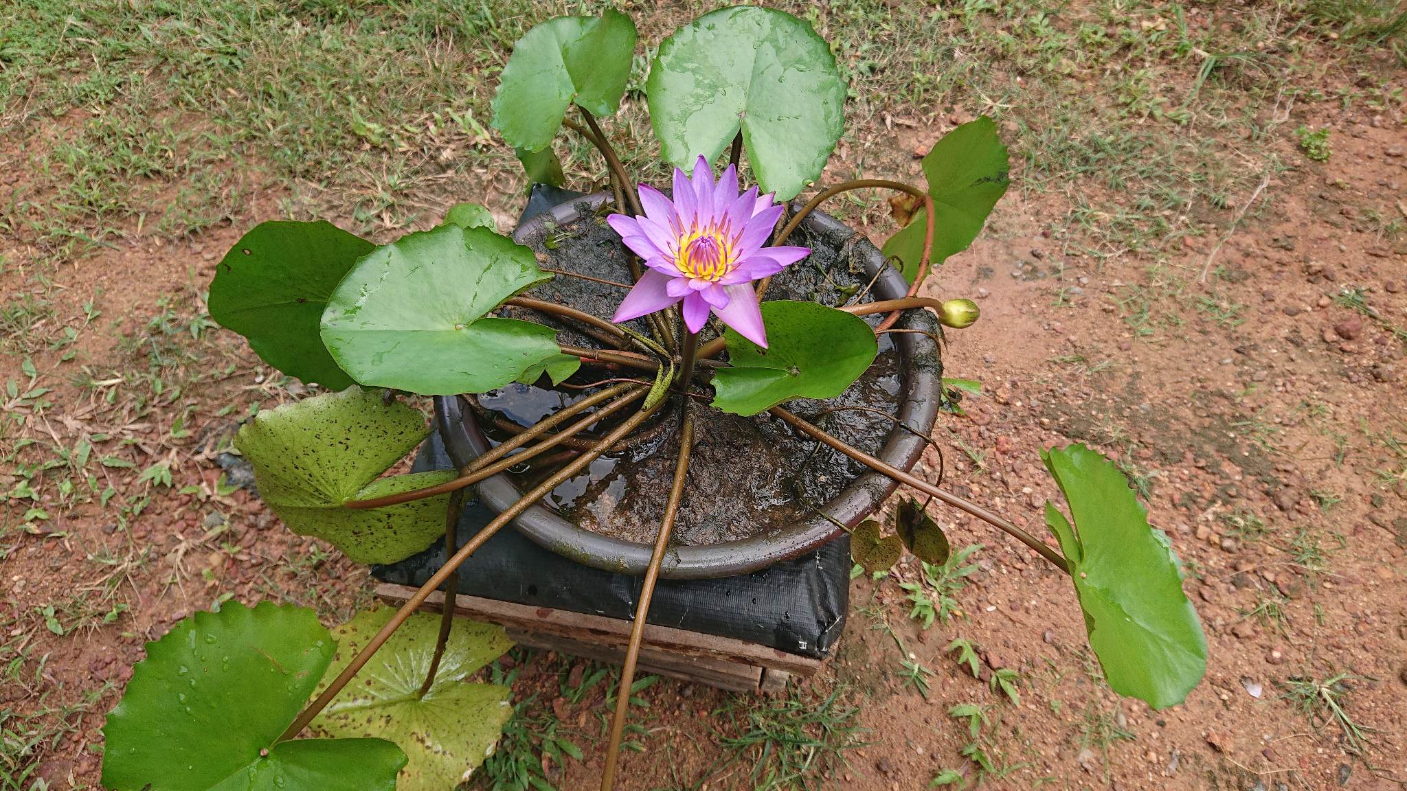 Manel Flower Plant | Daraz.lk