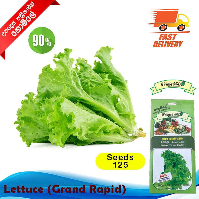 Salad Seed Lettuce 125seeds Pack for Home Gardening Grow Agriculture ...