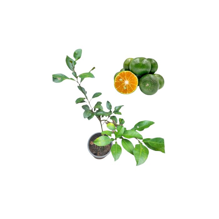 narang plant | Daraz.lk: Buy Online at Best Prices in Srilanka | Daraz.lk