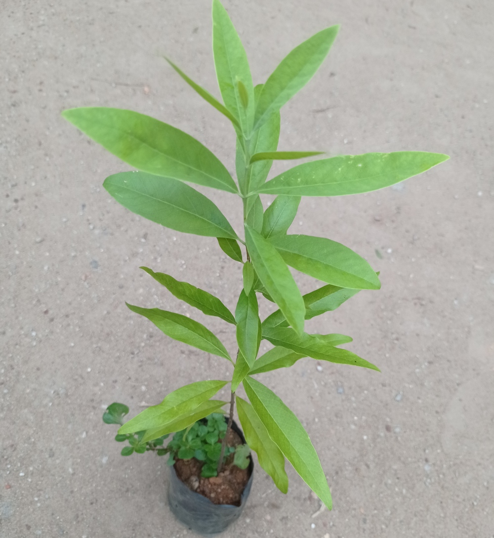 Rare Medicinal plants - Sudu handun (sudu hadun pala) plant | Daraz.lk