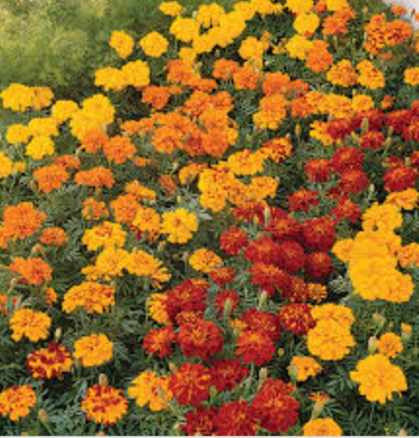 Flower Seeds In Sri Lanka | Best Flower Site